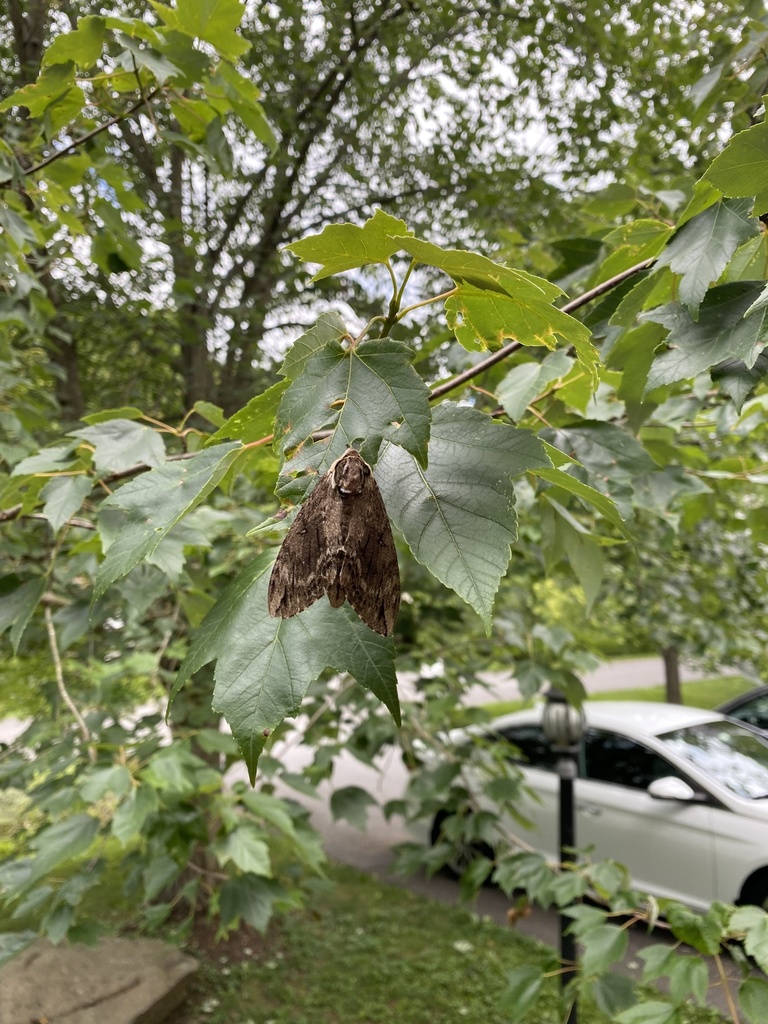 Catalpa Sphinx from Civitan Club Way, Brookeville, MD, US on July 03 ...