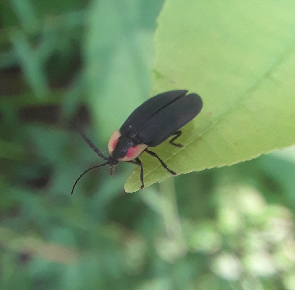 Black Firefly from Indianapolis, IN 46254, États-Unis on July 03, 2021 ...