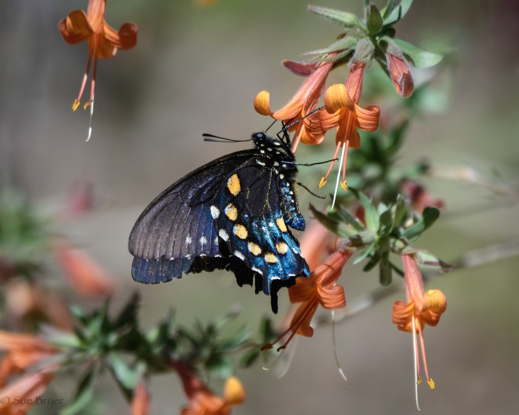 Pipevine Swallowtail from Naugle Ave, Patagonia, AZ, US on April 13 ...