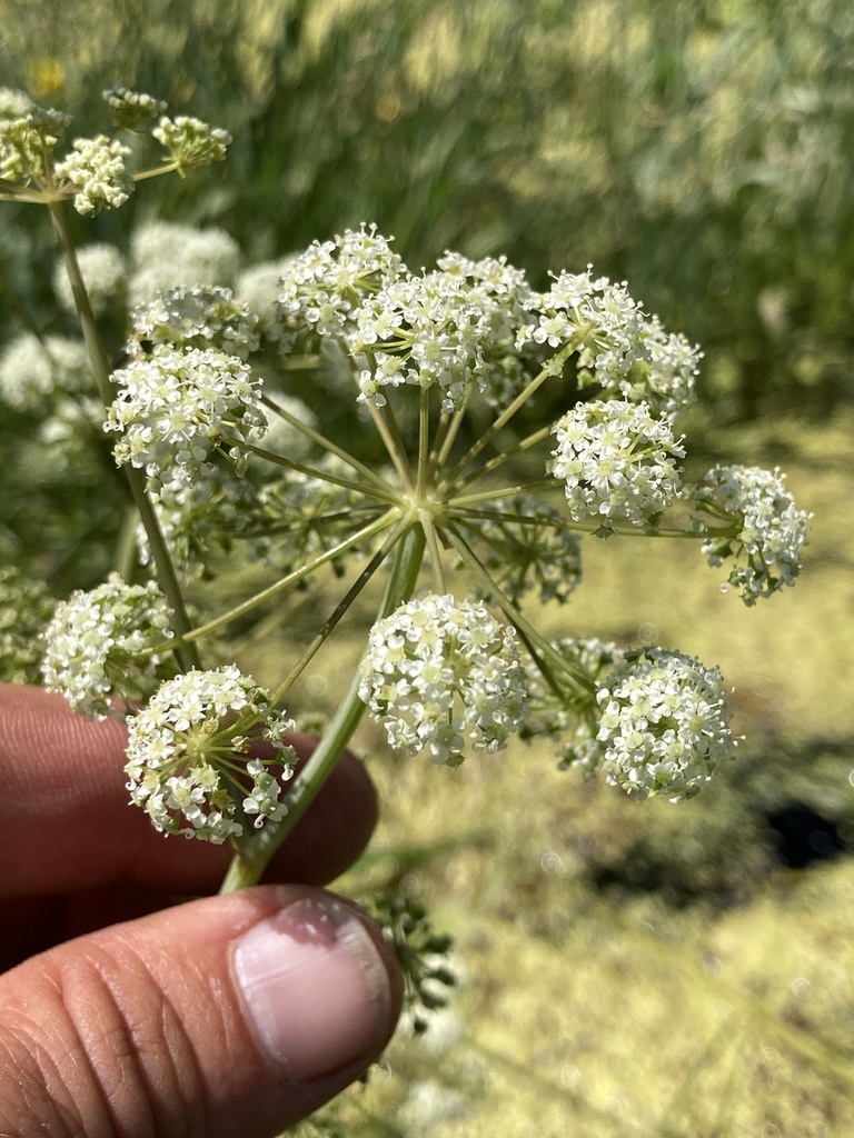 Western Water Hemlock from Conboy Lake National Wildlife Refuge ...