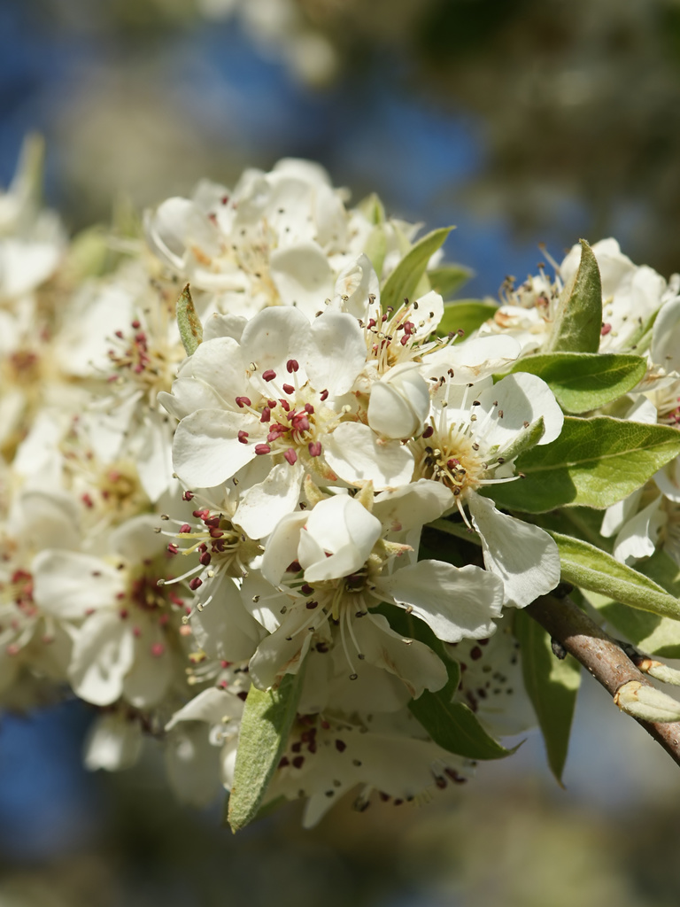 Almond-leaved pear (Pyrus spinosa) - Botanical Realm