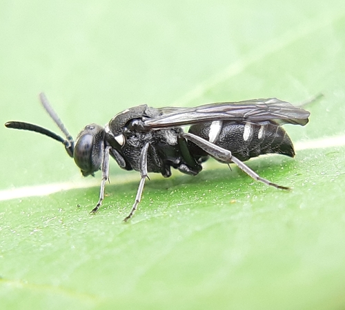 Genus Nysson · iNaturalist