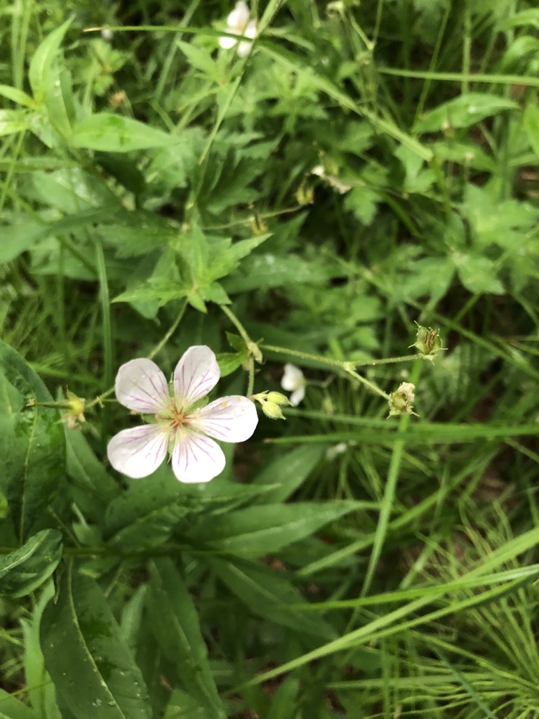 Richardson's geranium from Lake Valley State Recreation Area, El Dorado ...
