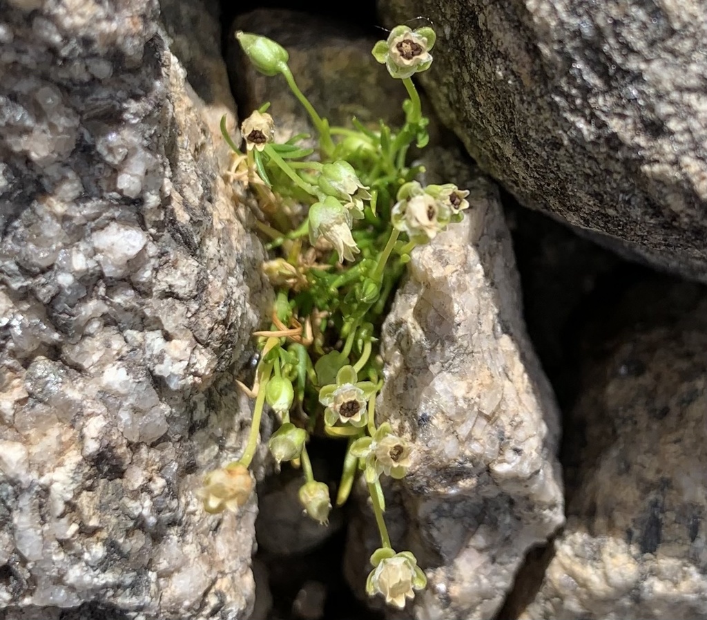 Alpine Pearlwort from Pike and San Isabel National Forests, Alma, CO ...