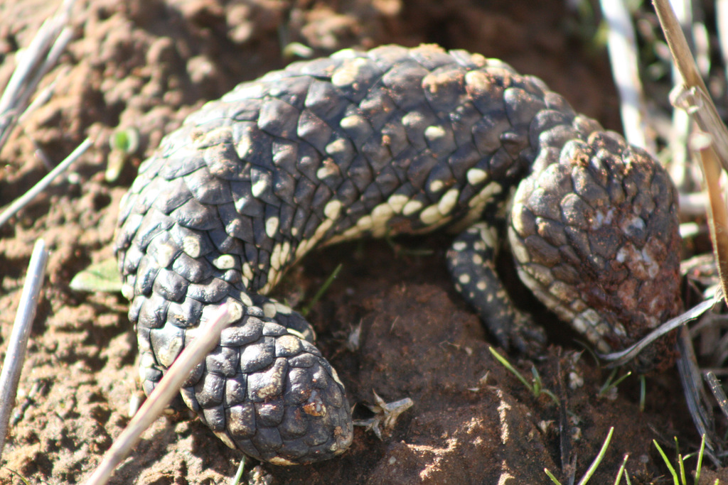 Shingleback Lizard from Monarto Farm SA 5254, Australia on July 03 ...