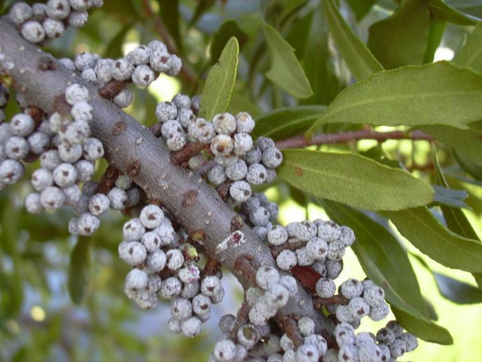 Southern Bayberry (Gulf Islands National Seashore Coastal Plants ...