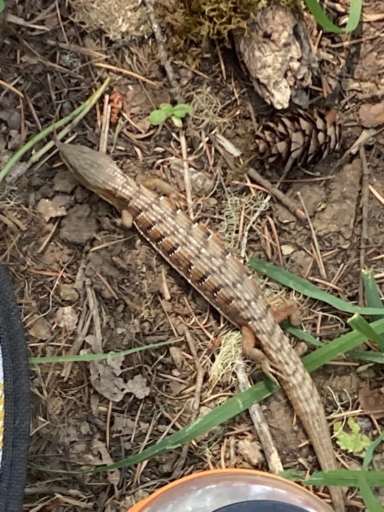 Southern Alligator Lizard from Gaston, OR, US on July 3, 2021 at 03:25 ...