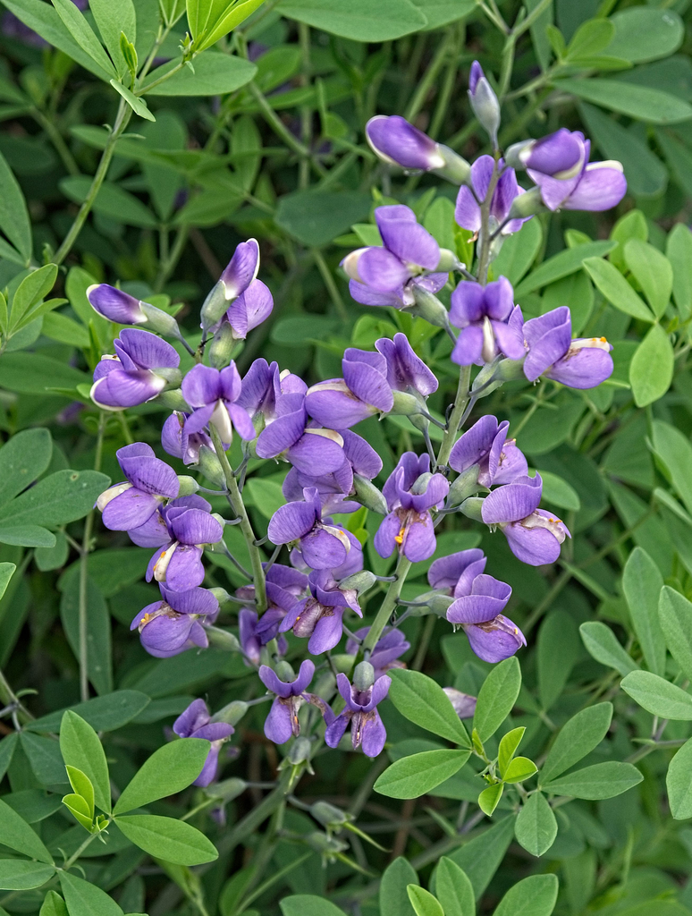 Blue False Indigo (Murfreesboro Indigenous Plant Project (MIPP) Guide ...