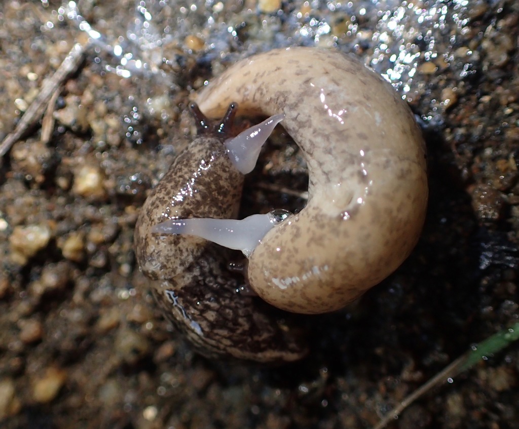 Milky Slug from Camp Pendleton North, CA, USA on March 11, 2018 at 07: ...