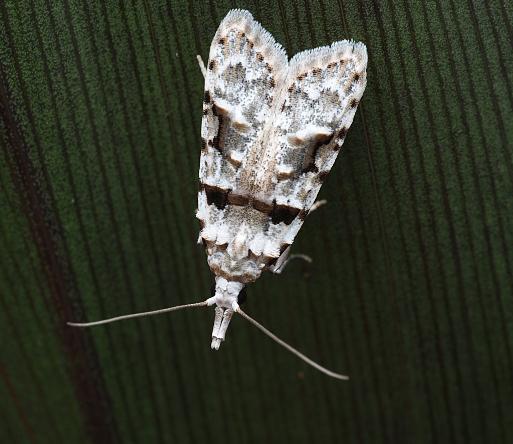 Australian guava moth from Kaeo, New Zealand on June 22, 2021 at 07:26 ...