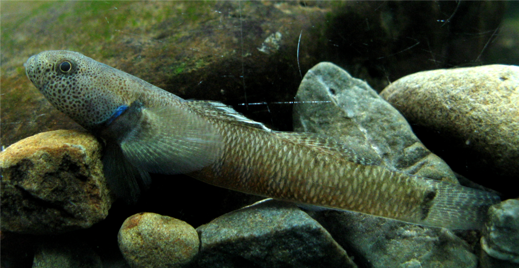 Bluegill bully (Gobiomorphus hubbsi) - Marine Life Identification