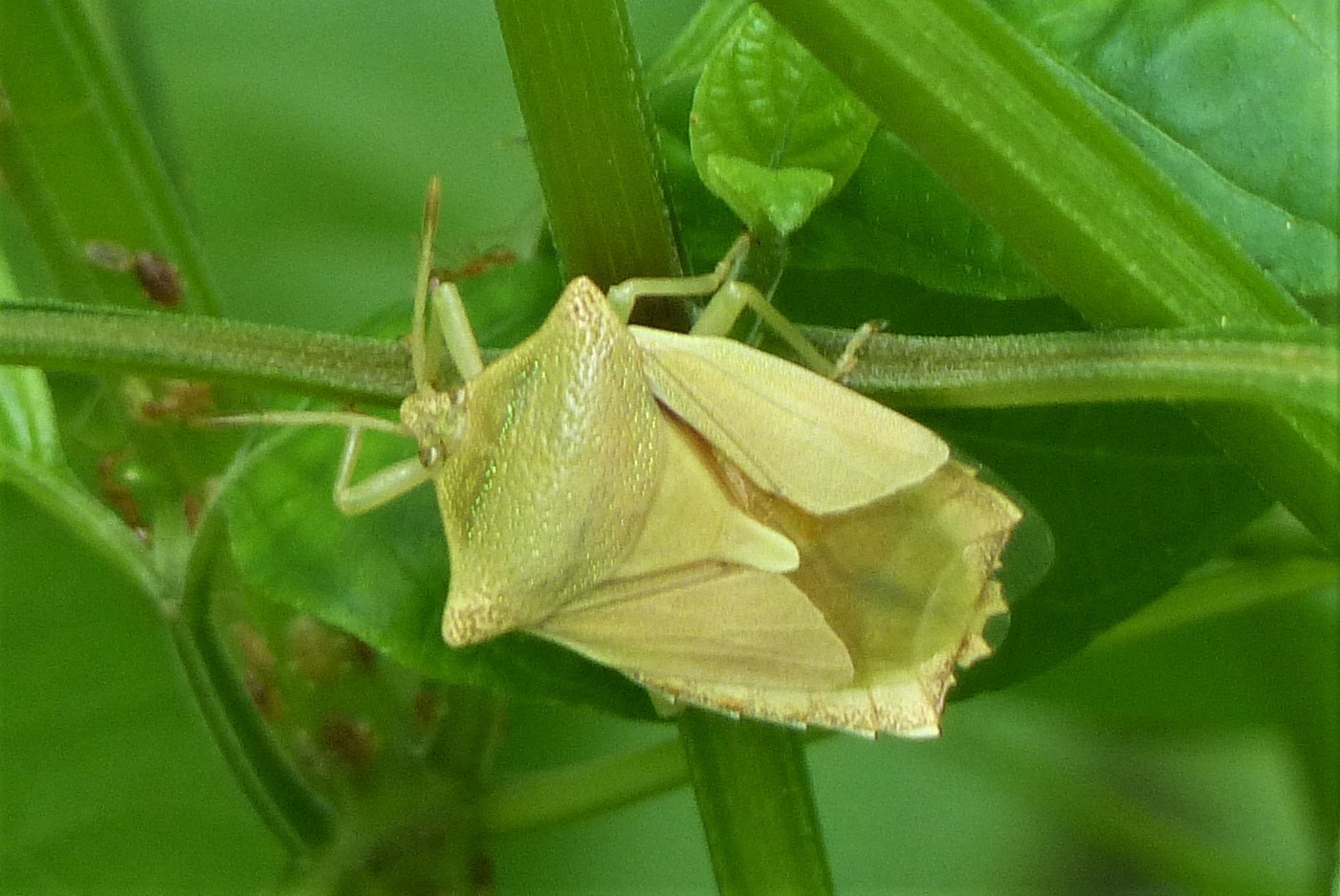 Pygoplatys Dallas, 1851