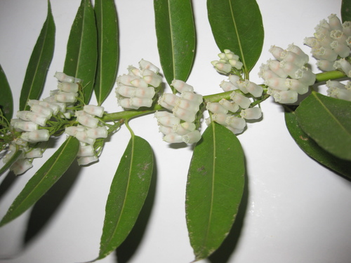 Florida Hobblebush (MatBio: TREES & SHRUBS - Matanzas Biodiversity ...