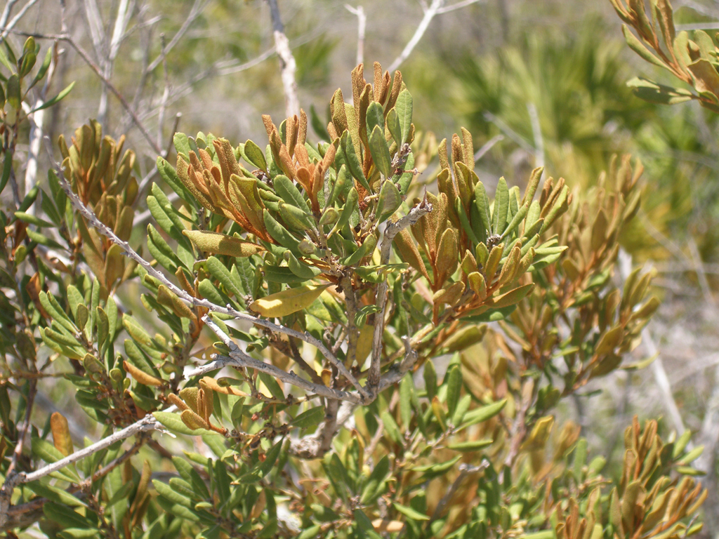 Rusty Staggerbush (MatBio: TREES & SHRUBS - Matanzas Biodiversity ...