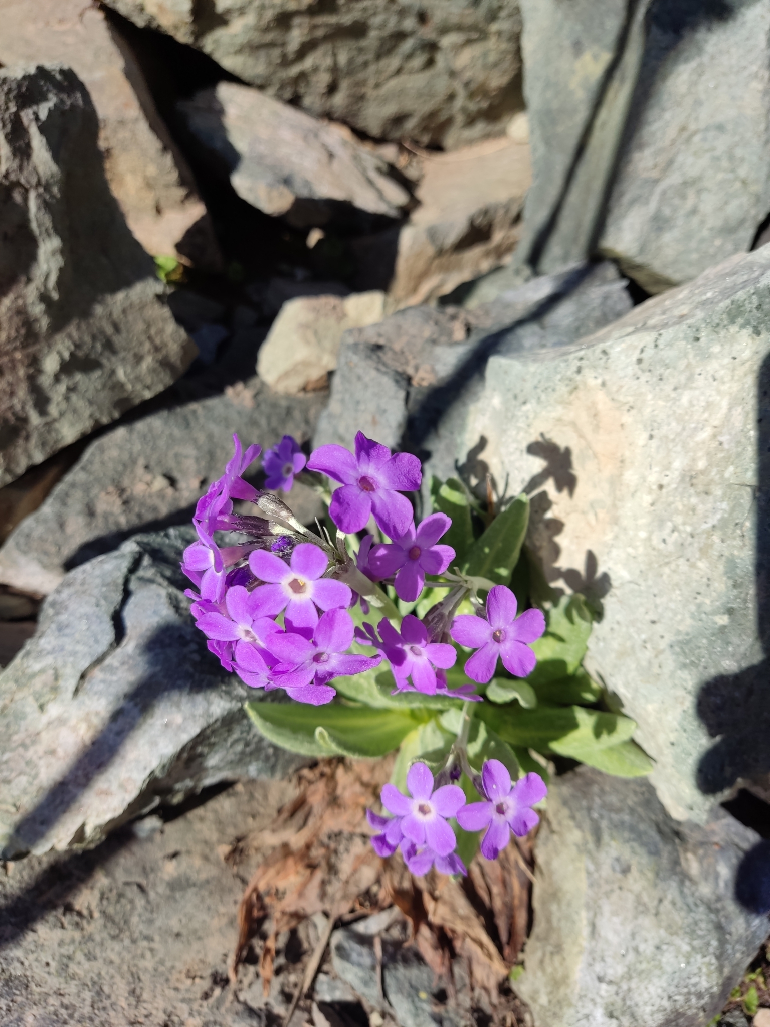 Primula longipes Freyn & Sint.