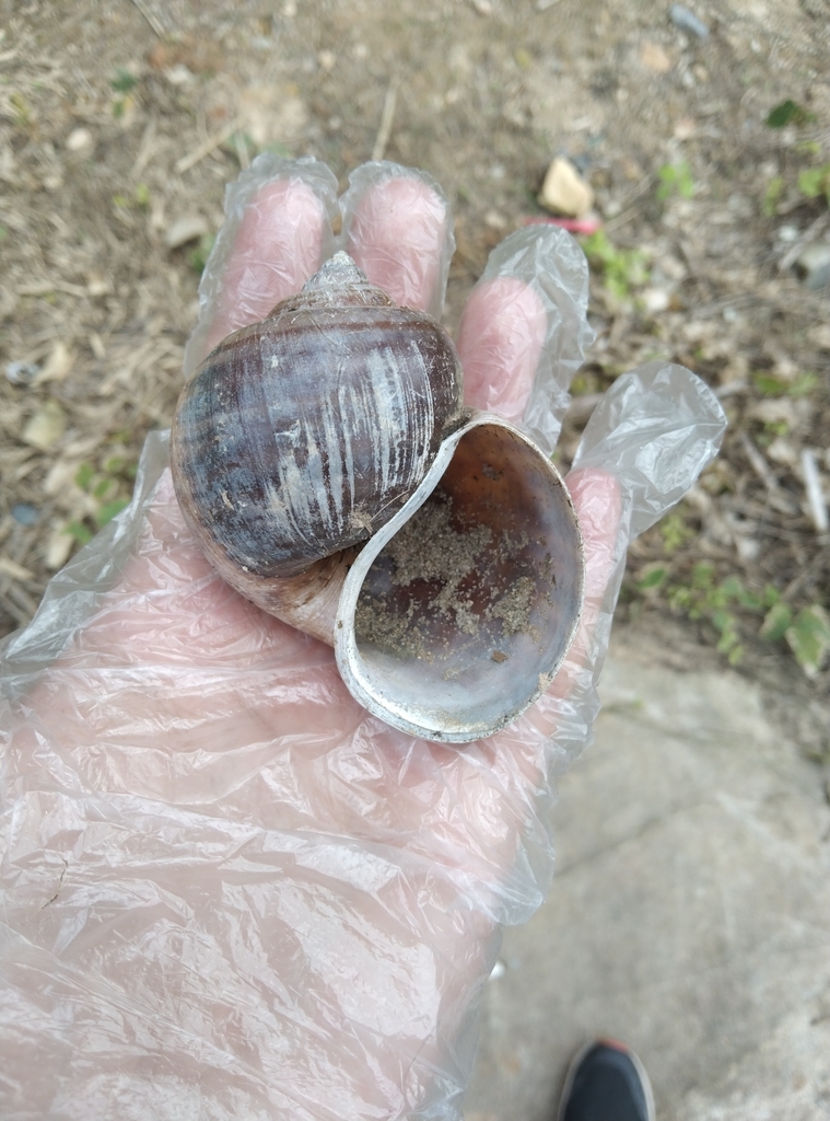Channeled Apple Snail from Fuzhou, CN-FJ, CN on July 4, 2021 at 09:58 ...