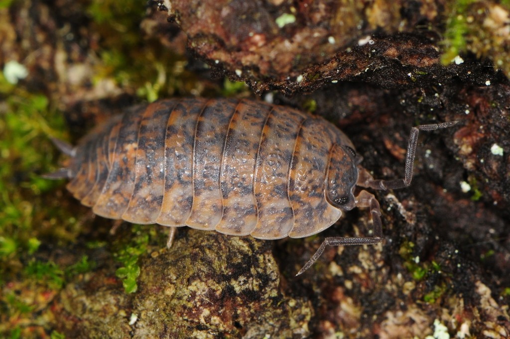 Rathke's Woodlouse from New Fairfield, CT, USA on July 8, 2017 at 10:03 ...