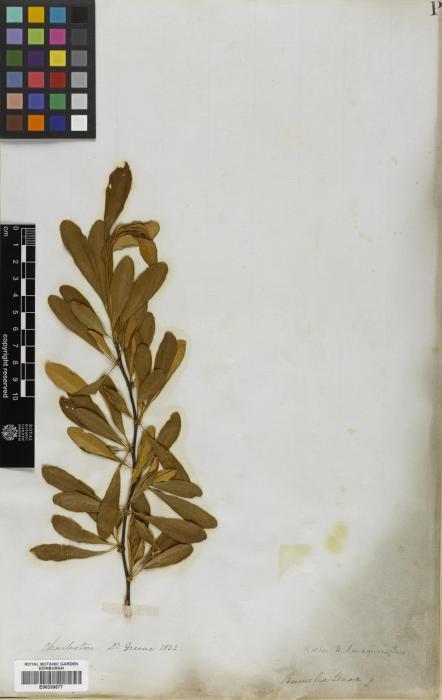 Tough Bully (MatBio: TREES & SHRUBS - Matanzas Biodiversity) · iNaturalist