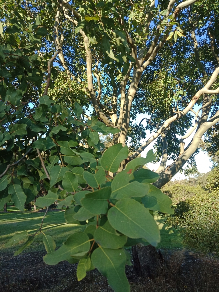 cadaghi from Strathfield NSW 2135, Australia on July 04, 2021 at 03:24 ...