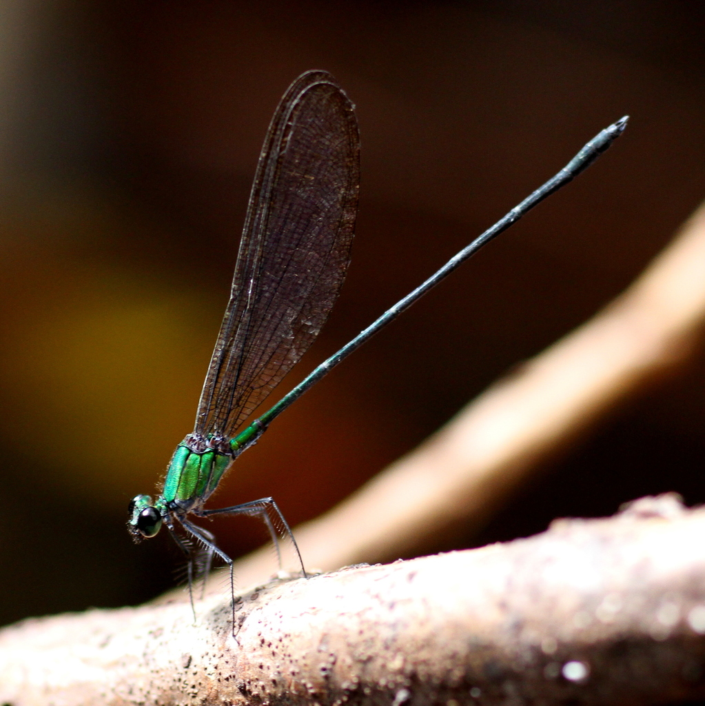 Charming Flashwing from Buntok-Ampah area, South Barito Regency ...