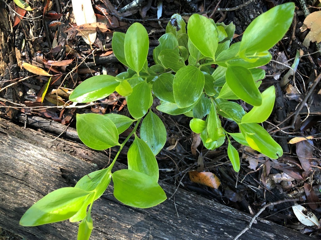 Broad Leaved Native Cherry from Redwood QLD 4350, Australia on July 4 ...