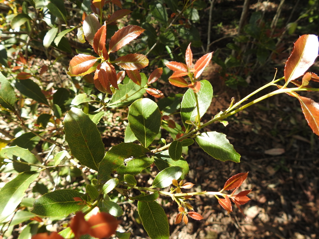 Denhamia bilocularis from Biarra QLD 4313, Australia on April 14, 2021 ...