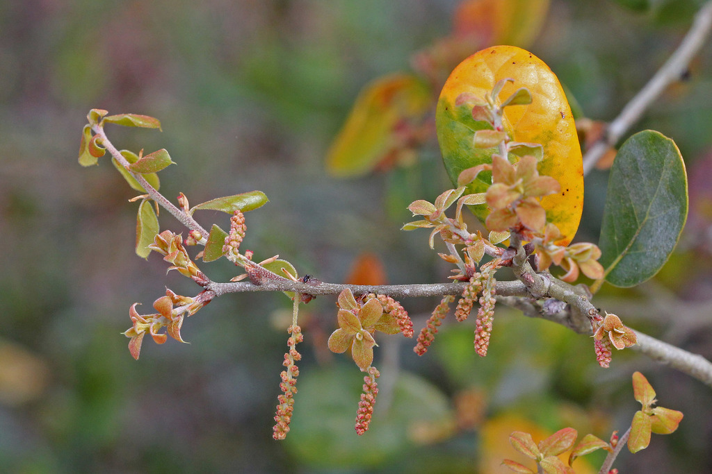 Myrtle Oak (MatBio: TREES & SHRUBS - Matanzas Biodiversity) · iNaturalist