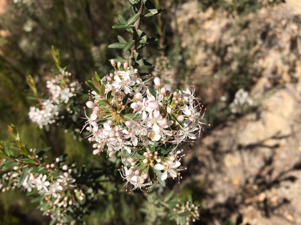 False Buchu from Kom Se Pad, Knysna, WC, ZA on July 3, 2021 at 11:40 AM ...