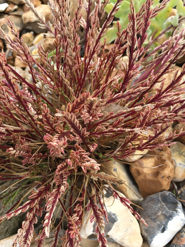 Sea Fern-grass from New Forest National Park, Lymington, England, GB on ...