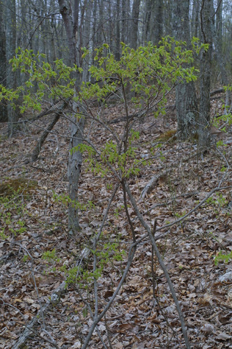 Deerberry (MatBio: TREES & SHRUBS - Matanzas Biodiversity) · iNaturalist