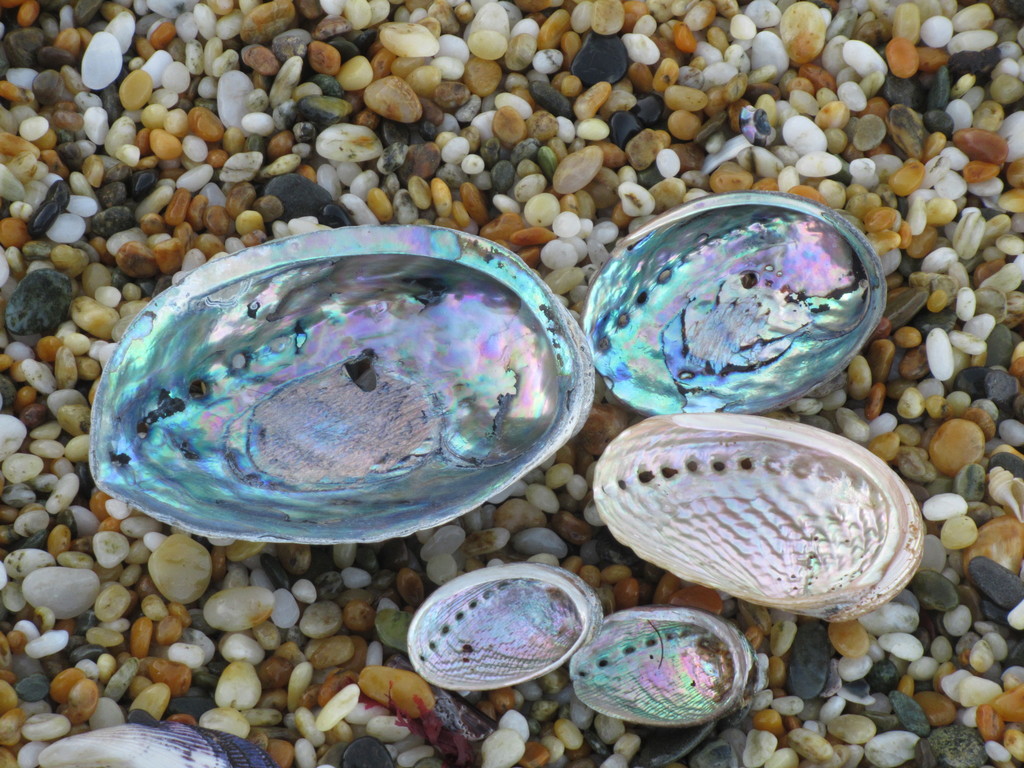 Queen Paua from Southland, New Zealand on July 4, 2021 at 06:53 AM by ...