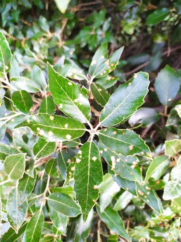 Elsinoe quercus-ilicis · iNaturalist