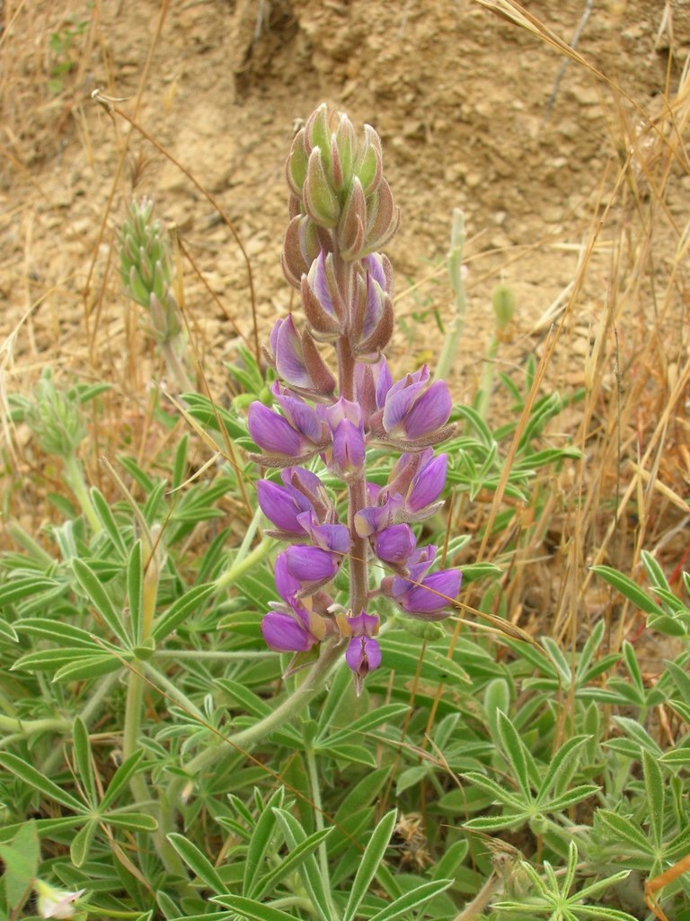 Summer Lupine (Principal Plant Communities of California - Coastal ...