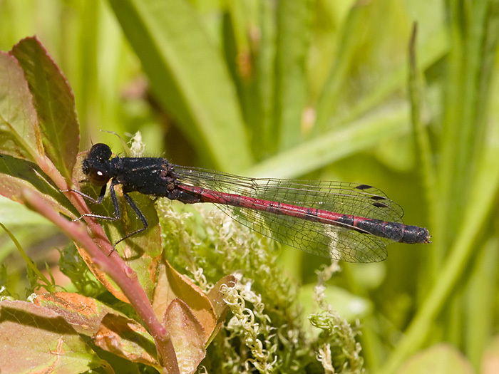 Western Red Damsel (Dragonflies and Damselflies of Valles Caldera ...
