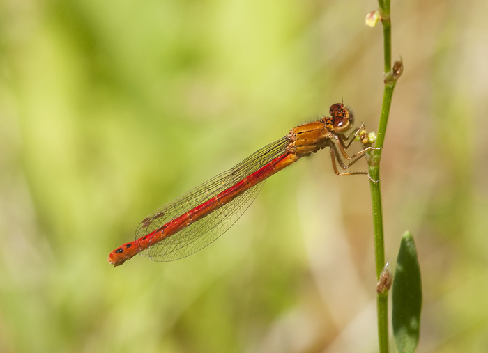 Western Red Damsel (Dragonflies and Damselflies of Valles Caldera ...