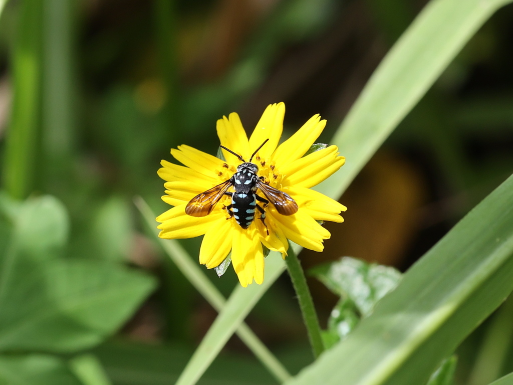 Cloak-and-Dagger Bees from Yuen Long, Hong Kong on July 01, 2021 at 02: ...