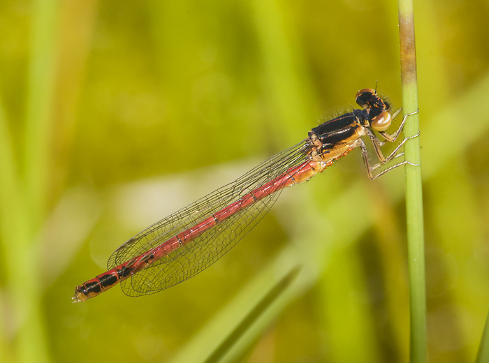 Western Red Damsel (Dragonflies and Damselflies of Valles Caldera ...