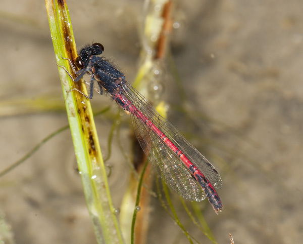 Western Red Damsel (Dragonflies and Damselflies of Valles Caldera ...