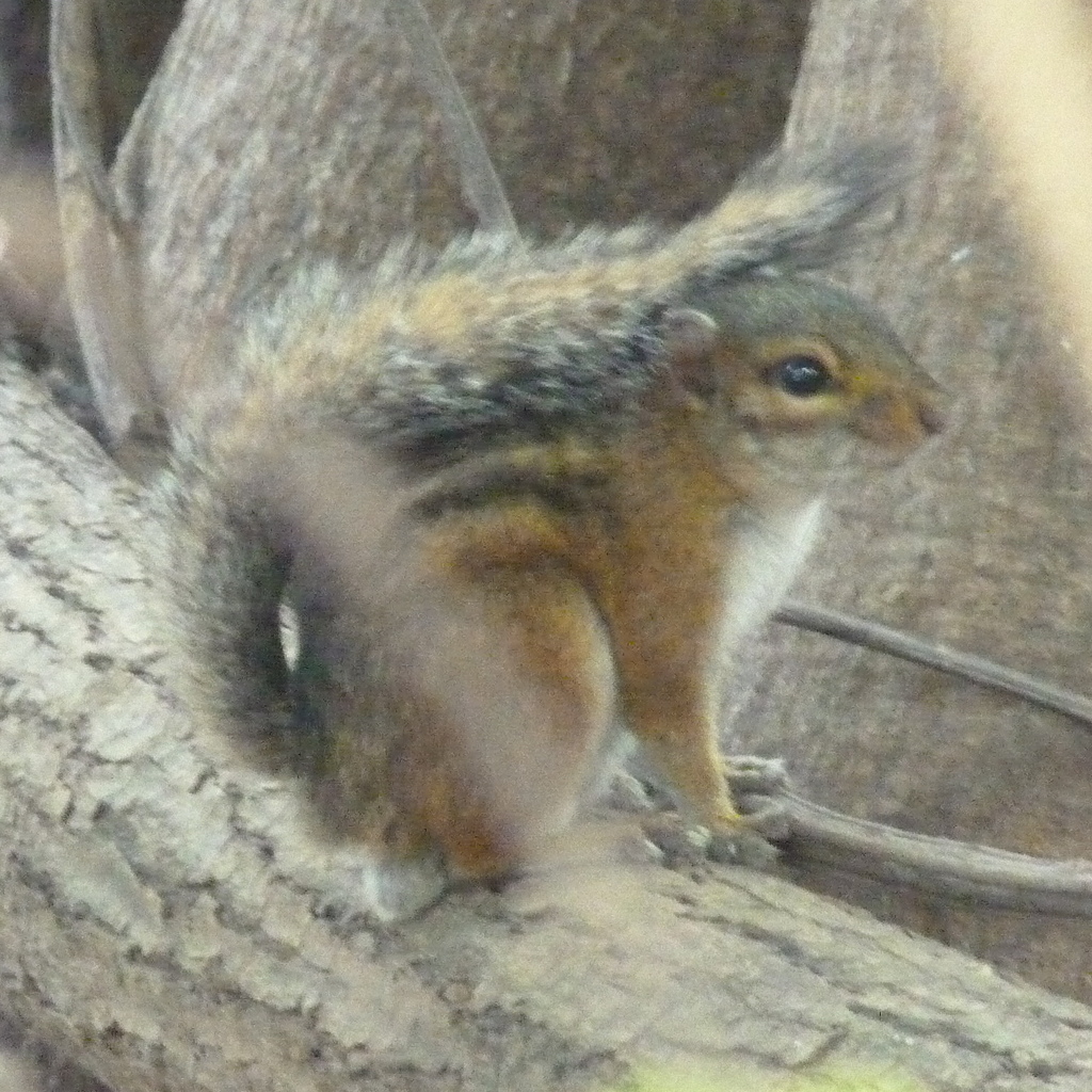 Fire-footed Rope Squirrel (Funisciurus pyrropus) - Know Your Mammals