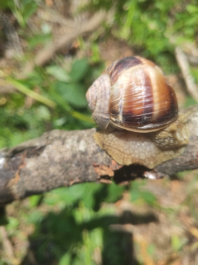 Turkish Snail from İznik on July 04, 2021 at 01:56 PM by renovatio ...