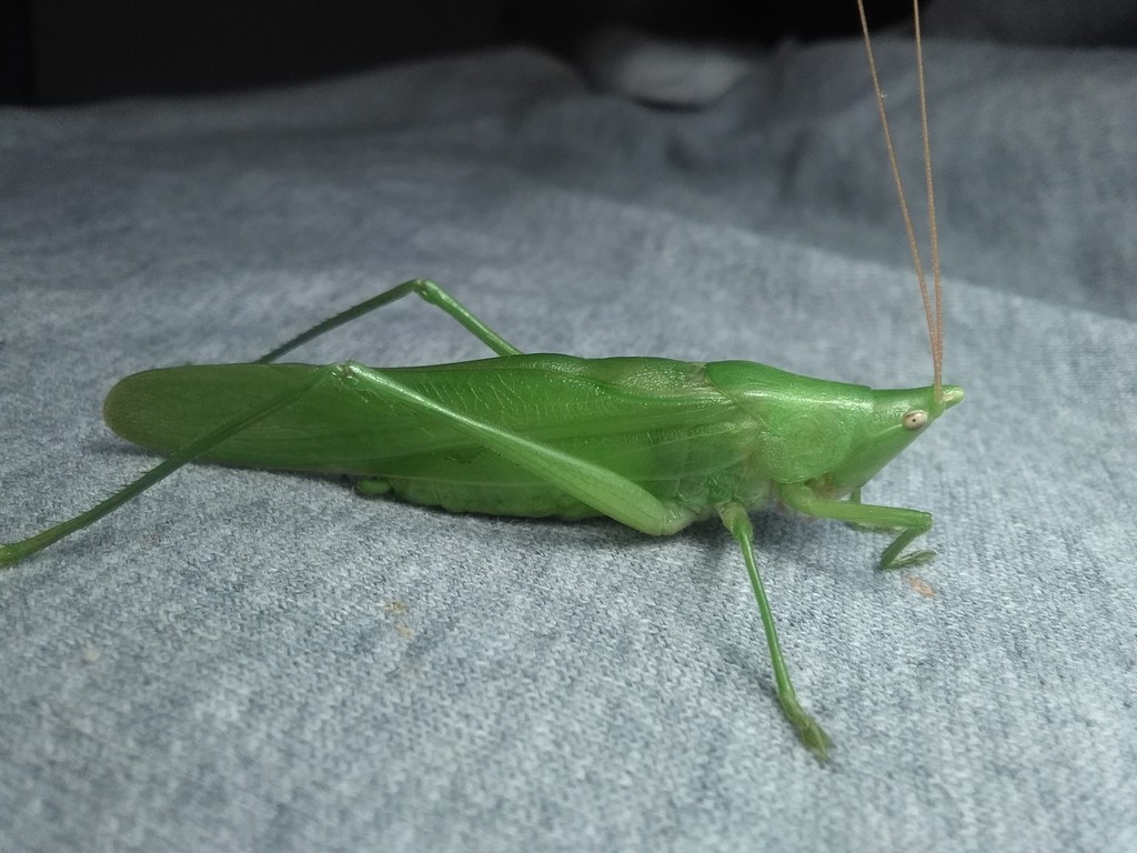 False Robust Conehead (Orthoptera of Iowa) · BioDiversity4All