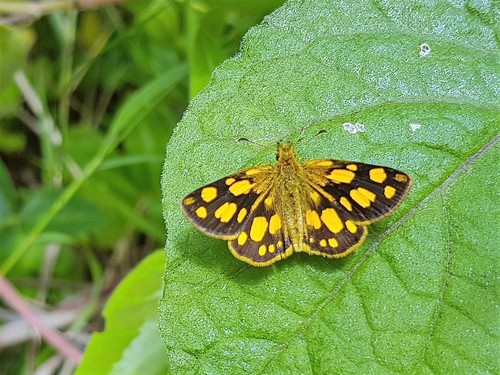 Golden Sylph (Metisella midas) · iNaturalist United Kingdom