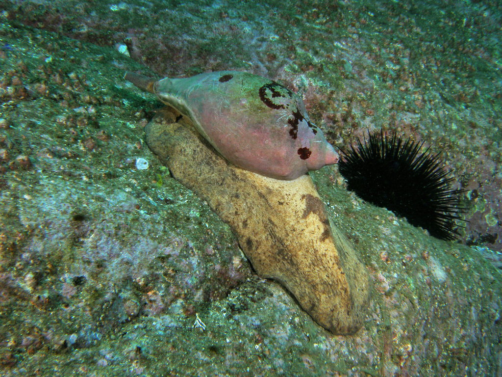 Magnificent Volute from Great Lakes, AU-NS, AU on October 9, 2011 at 10 ...