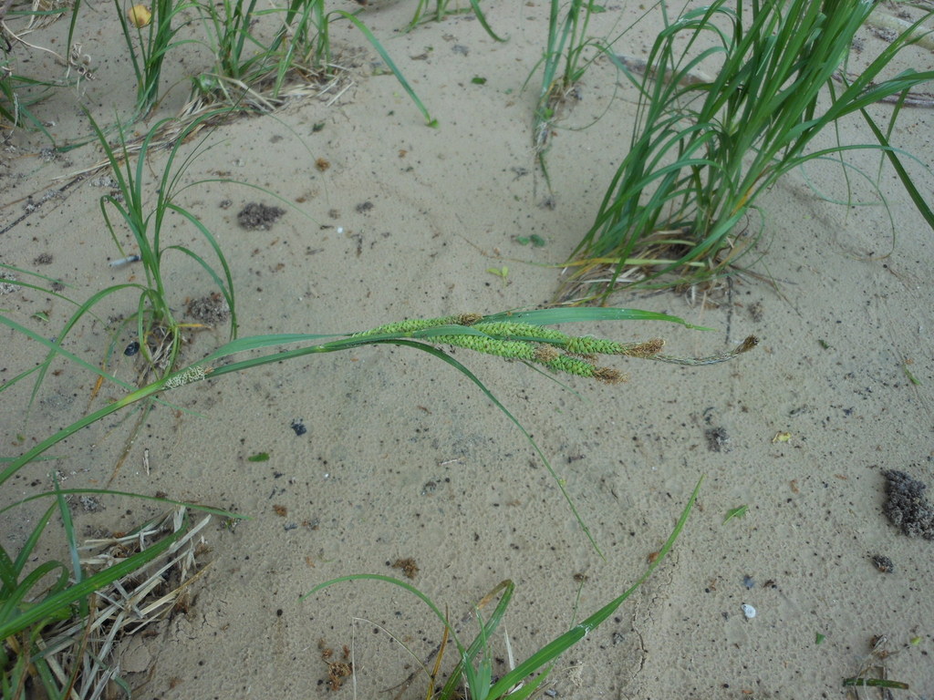 Emory's Sedge (Plants of Jackson Lake State Park) · iNaturalist