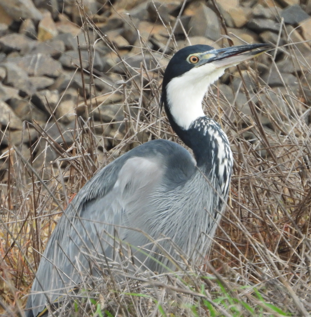 Black-headed Heron from West Coast DC, South Africa on July 4, 2021 at ...