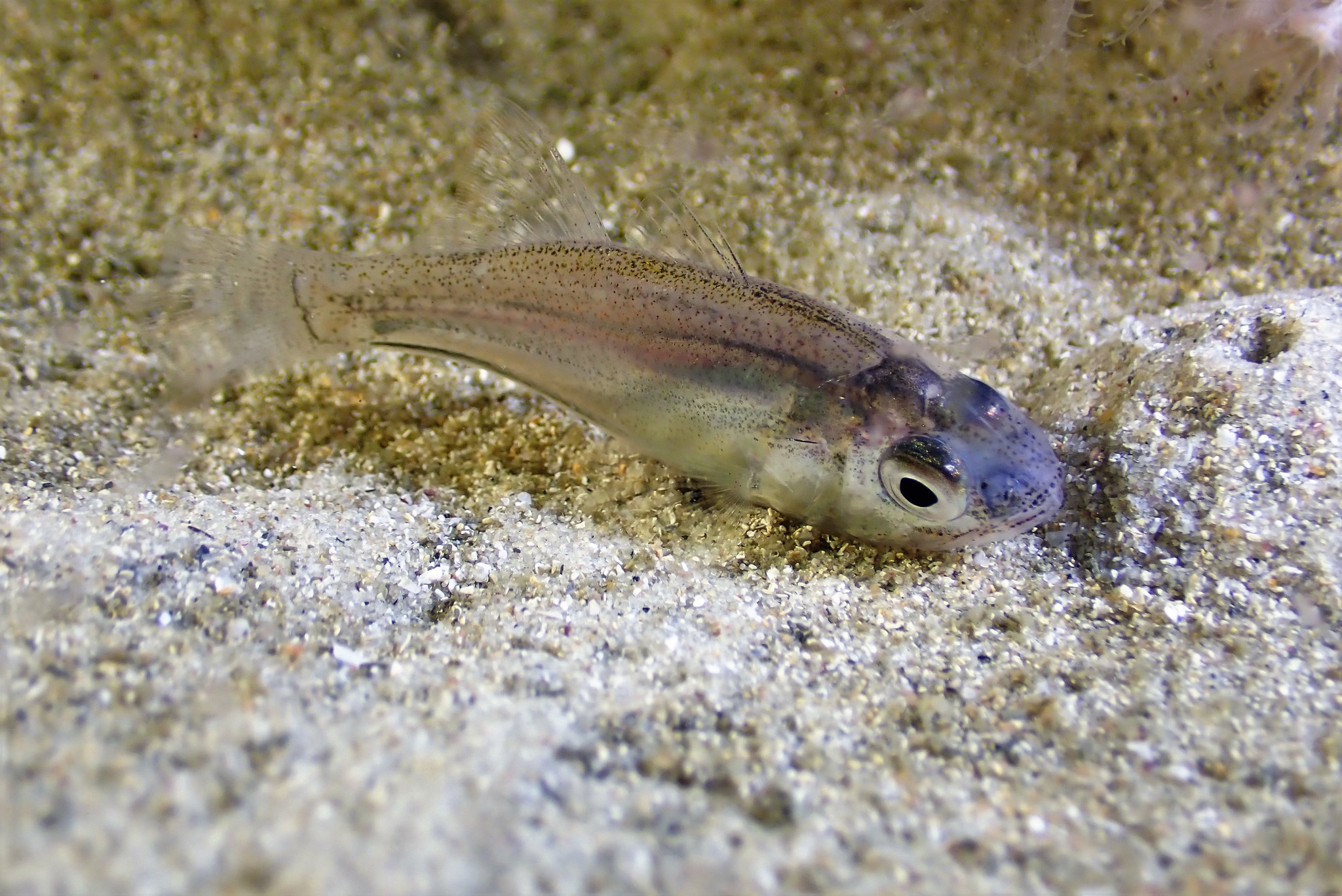 Ambassis jacksoniensis (Macleay, 1881)