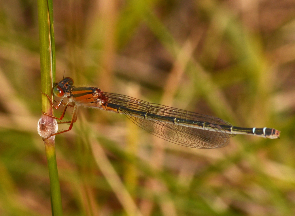 Red and Blue Damsel from Drummond VIC 3461, Australia on February 13 ...