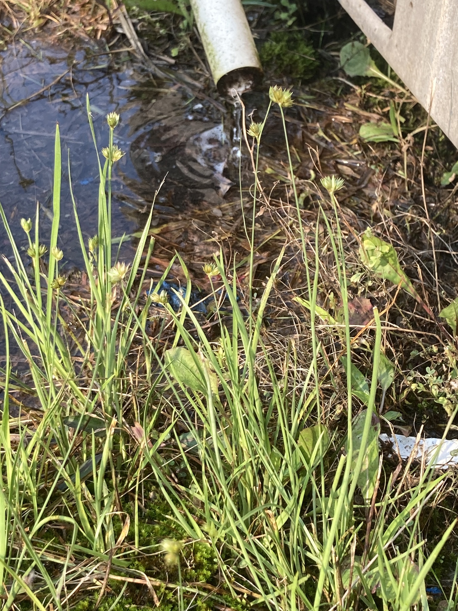 Juncus filipendulus Buckley
