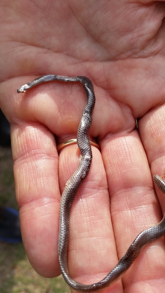 Texas Blind Snake in May 2021 by marciab · iNaturalist
