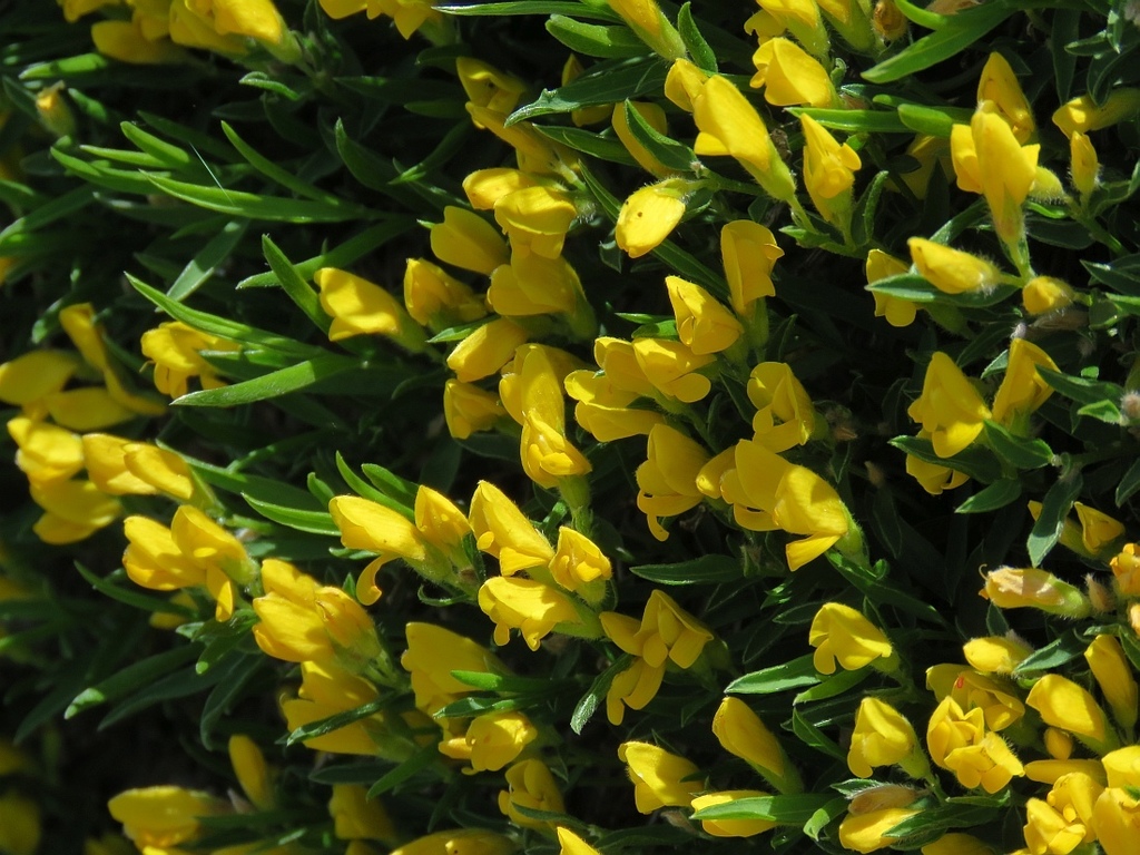 Silky Broom (Genista sericea) - Botanical Realm